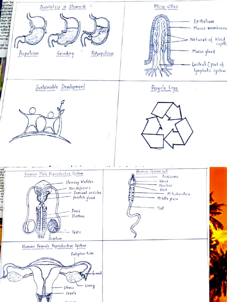 10th Biology Important Diagrams | PDF | Cell Biology | Biology