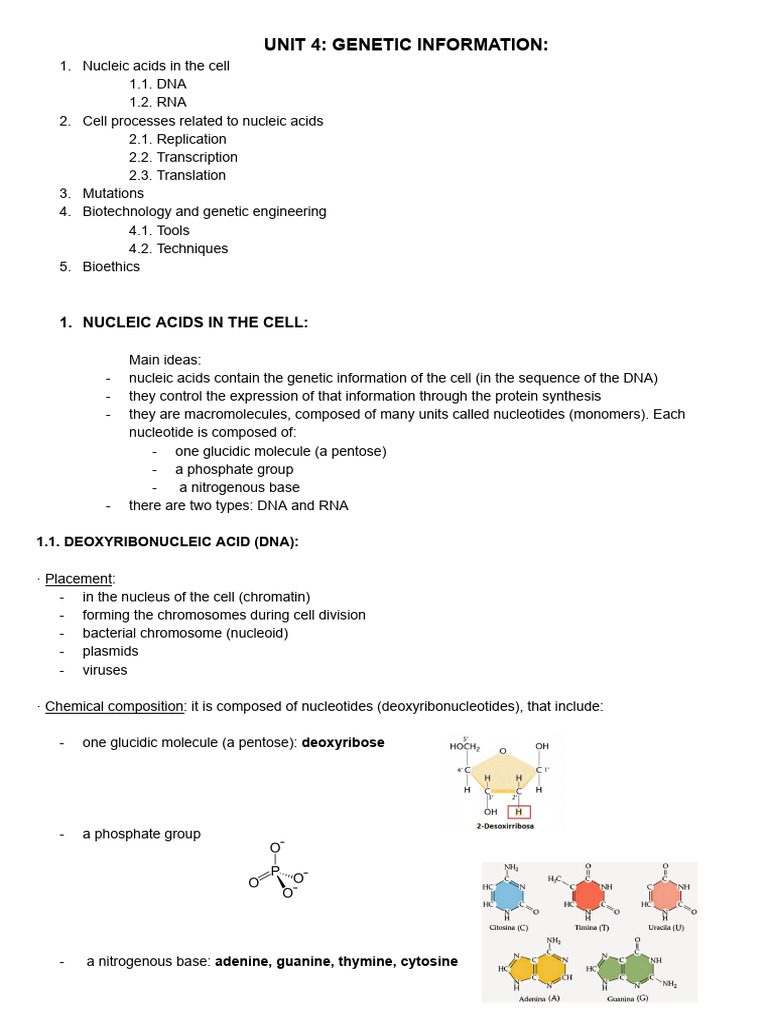 Unit 4. Genetic Information | PDF | Nucleic Acids | Rna