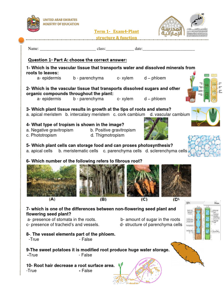 Plant Structure & Functio-1 - 2023 | PDF | Root | Tissue (Biology)
