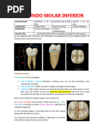 Tercer Molar Inferior Pdf Ramas De Odontología Diente