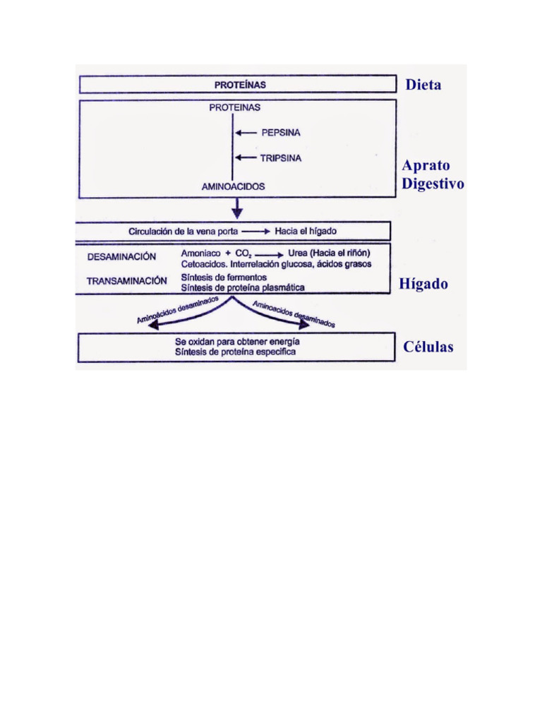 Esquema Proteinas | PDF