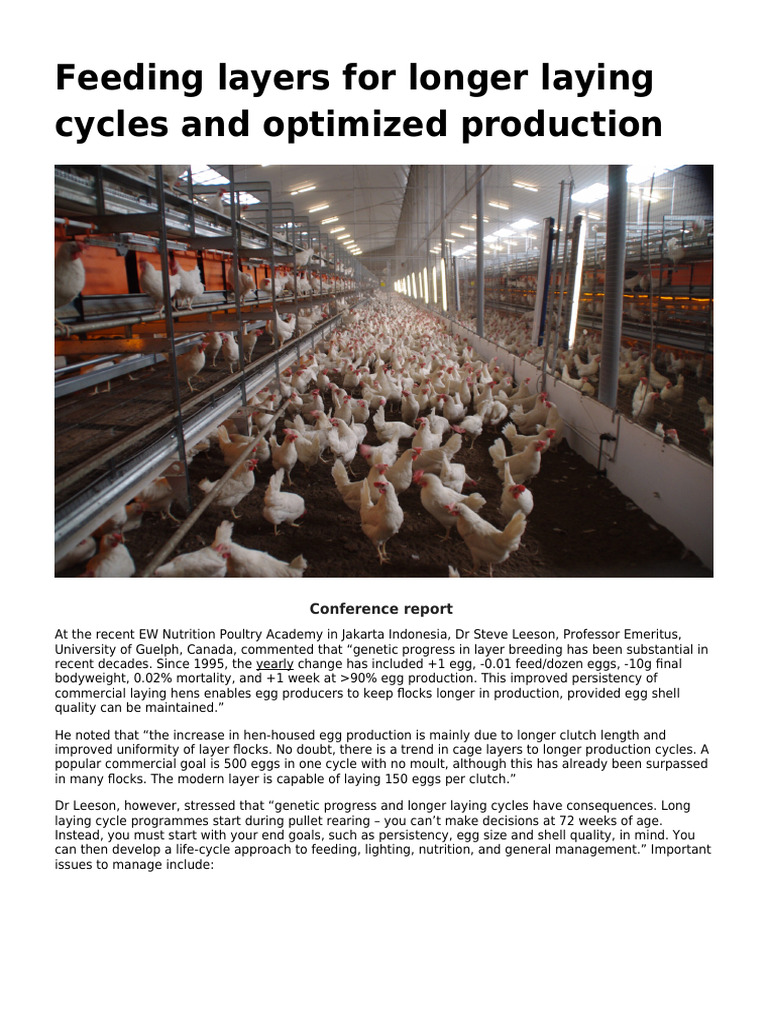 Optimizing Layer Feeding for Egg Production | PDF | Diet (Nutrition ...