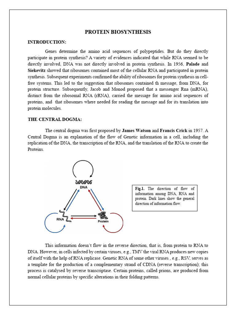 Protein Biosynthesis - 070214 | PDF | Messenger Rna | Rna