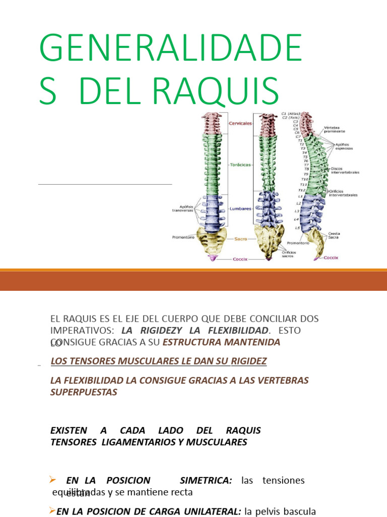 Generalidades Del Raquis | PDF | La columna vertebral | Vértebra