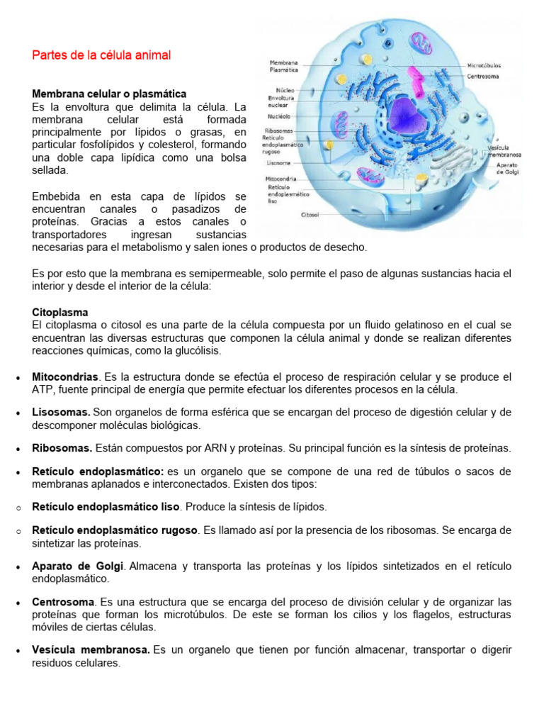 Partes y funciones de la célula animal | PDF | Biología Celular ...