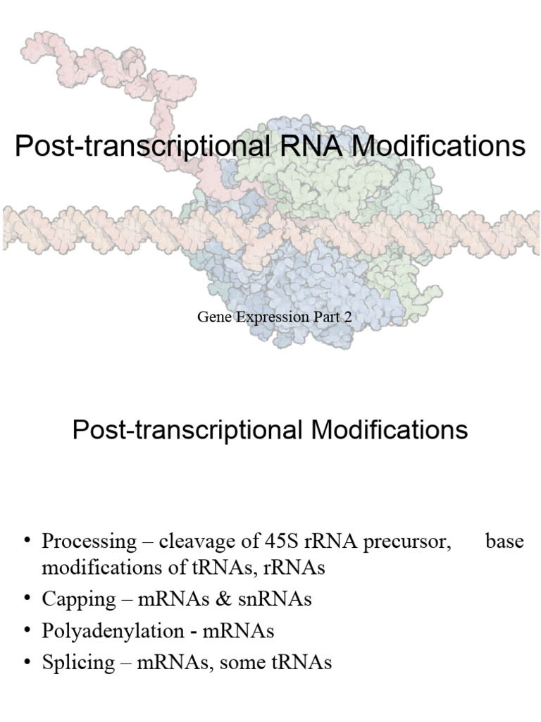 12b-Rna Processing | PDF | Rna Splicing | Messenger Rna