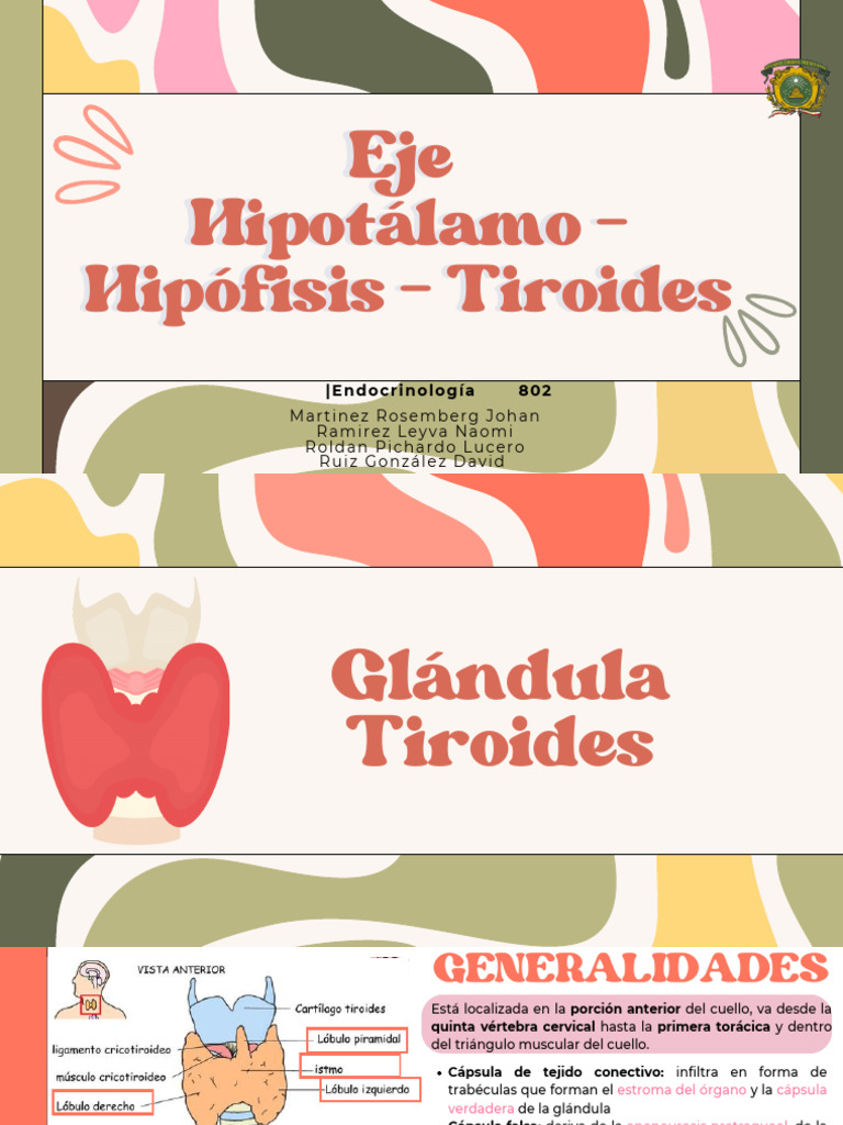 Eje Hipotálamo - Hipófisis - Tiroides | PDF | Tiroides | Hormona estimulante de la tiroides