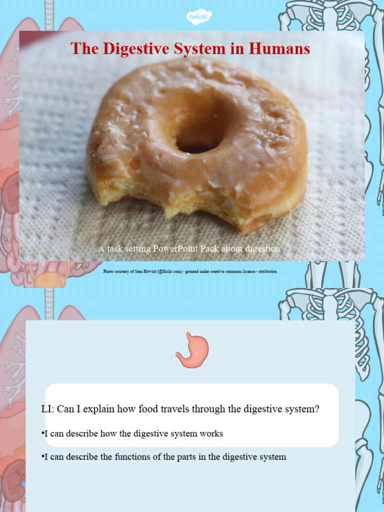 Human Digestive System Guide | PDF | Digestion | Human Digestive System