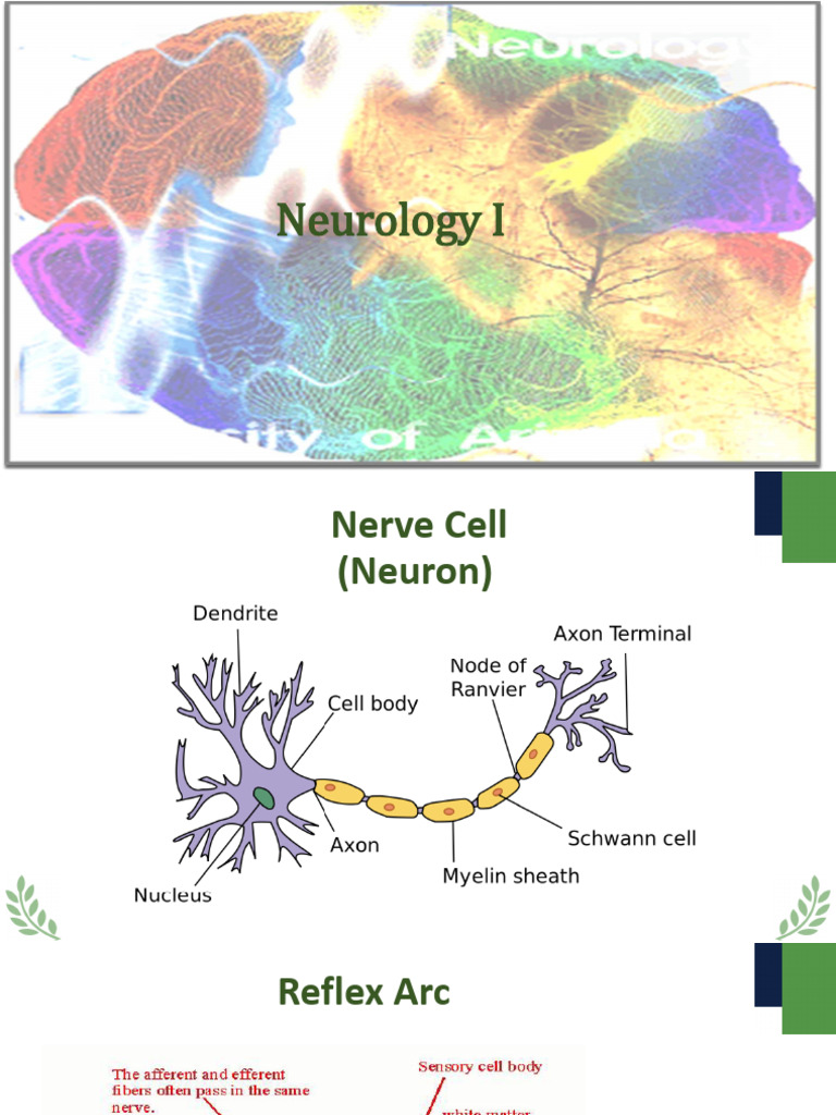 Neurolgy 1 | PDF | Human Anatomy | Anatomy