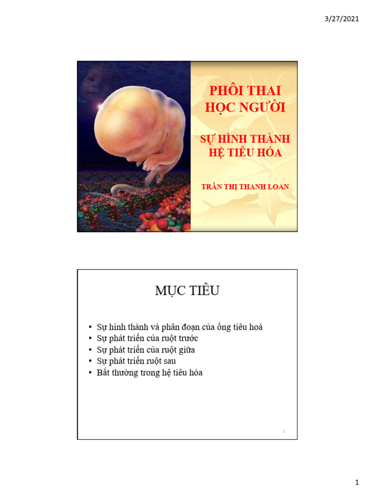 2021 Phôi Tiêu Hóa | PDF