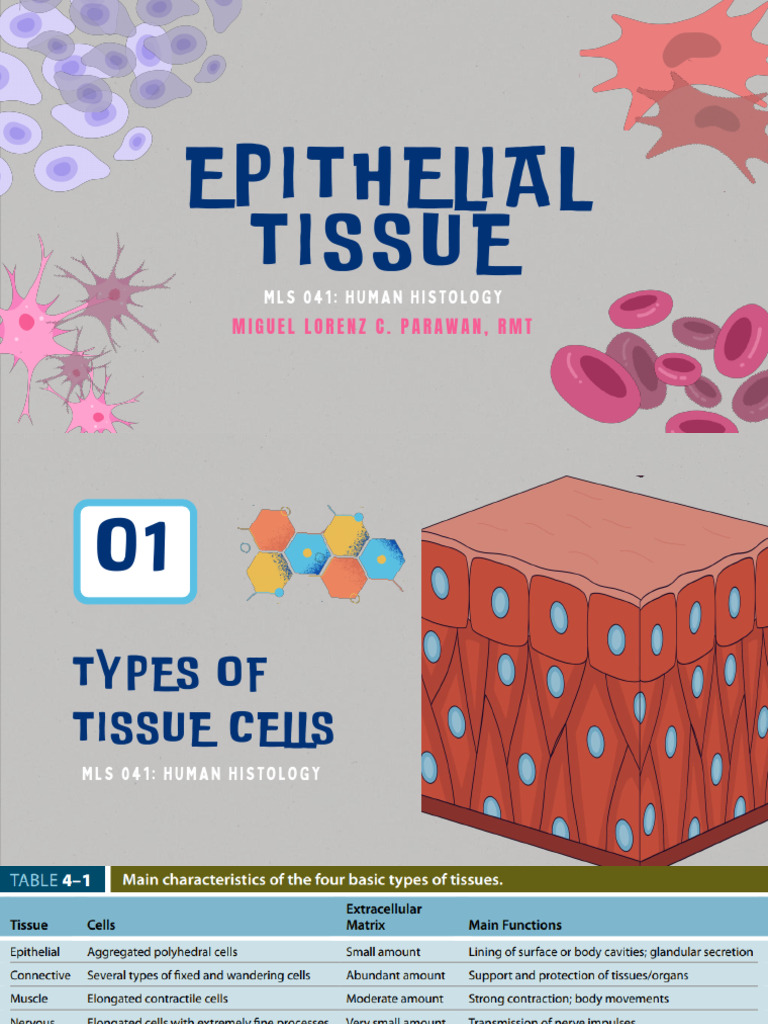 1.-EPITHELIAL-CELLS | PDF | Epithelium | Anatomy