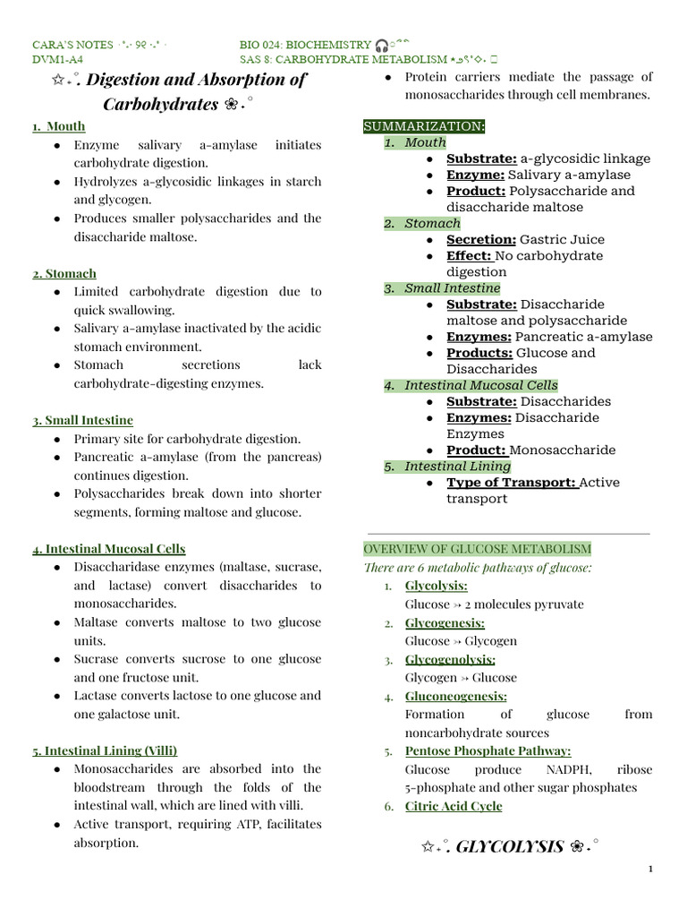 BIO024-Cara's Notes-SAS8 | PDF | Glycolysis | Phosphorylation