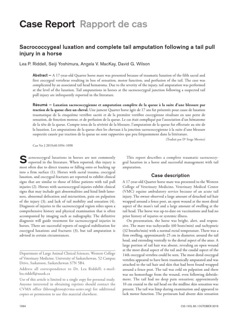 Sacrococcygeal Luxation and Complete Tail Amputation Following A Tail ...
