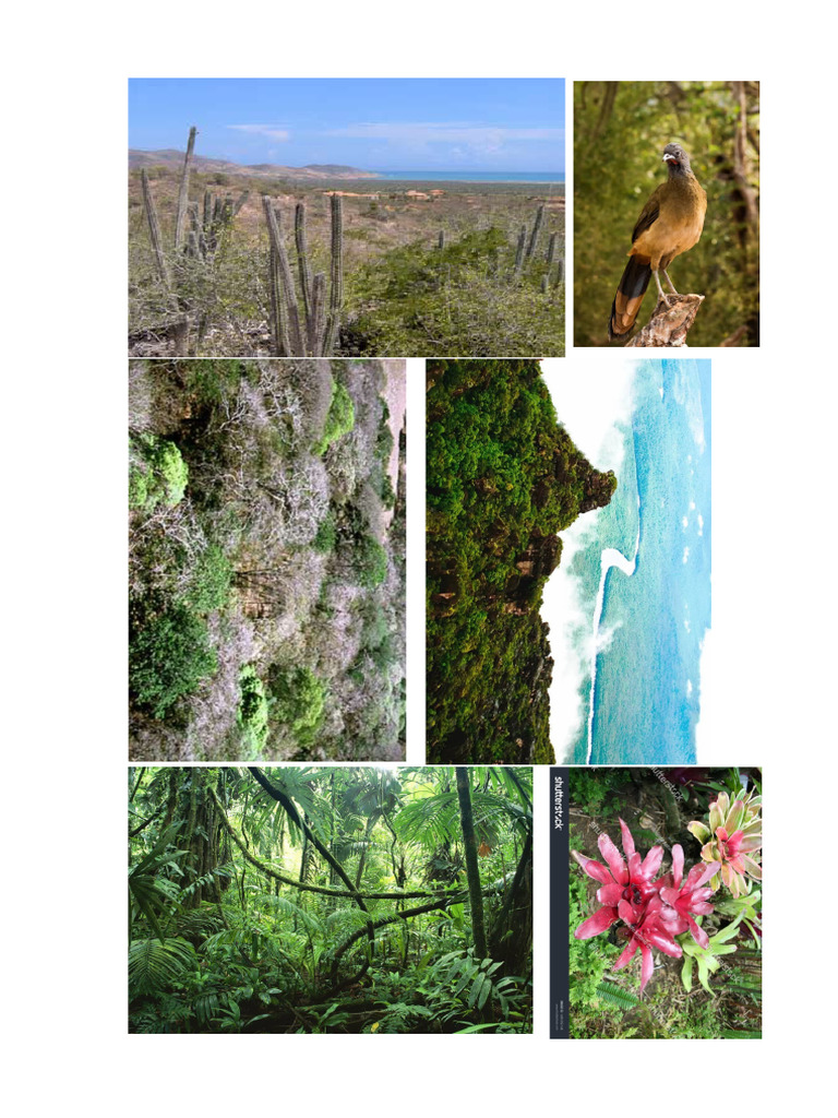 Flora y Fauna de Los Distintos Biomas | PDF
