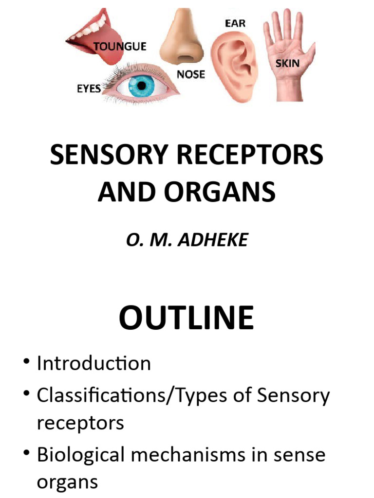 Sensory Receptors and Organs | PDF | Senses | Stimulus (Physiology)