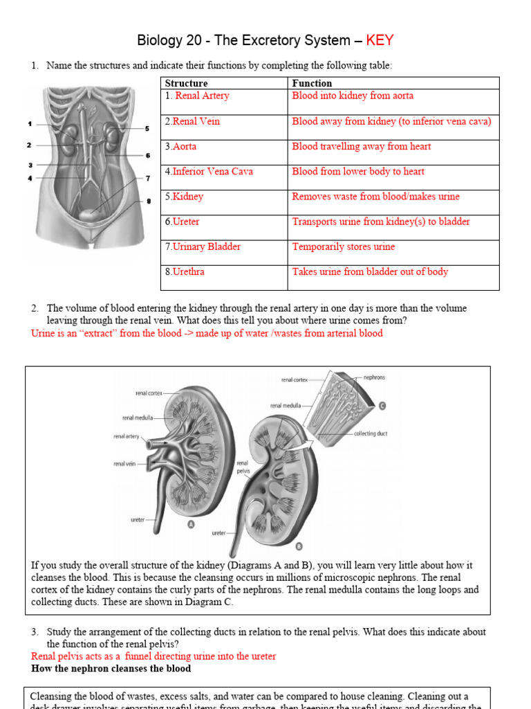 Understanding the Mammalian Excretory System | PDF | Kidney | Urinary ...
