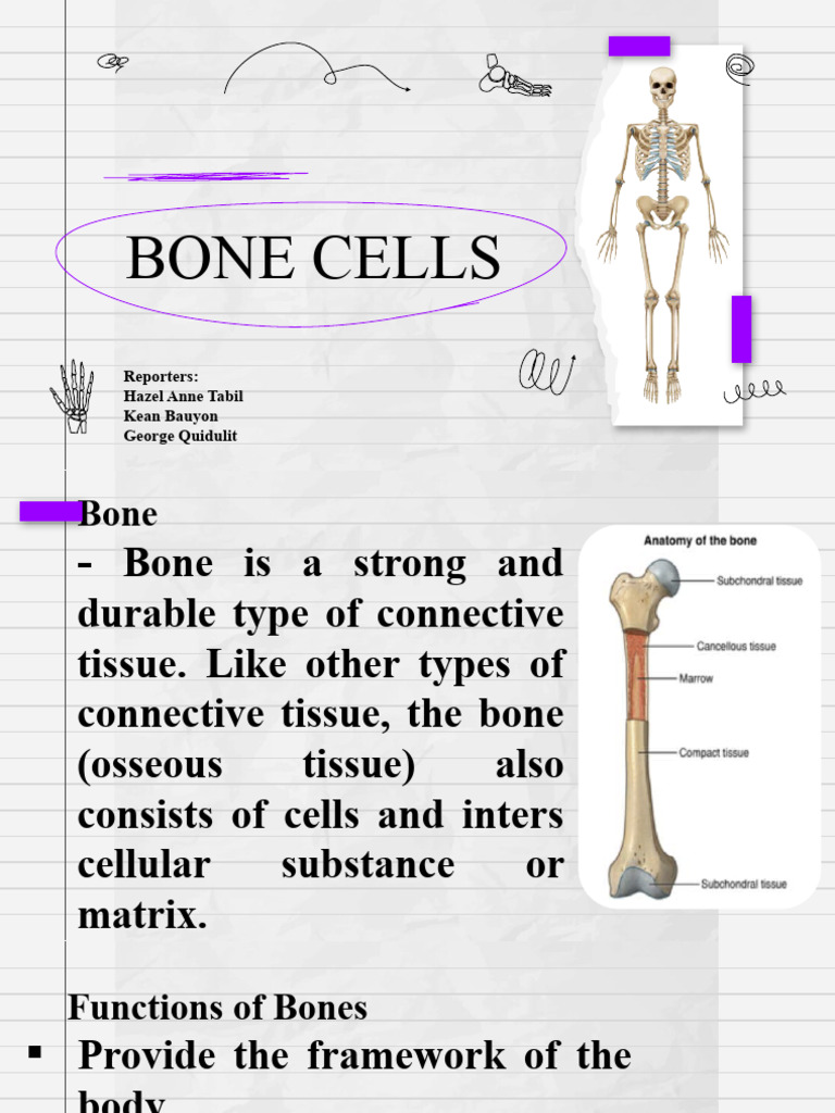 Anatomy Lesson Realistic Skeleton For Education | PDF | Bone | Osteoblast