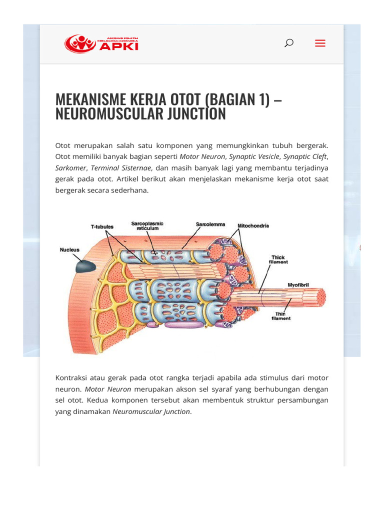 Neuromuscular Junction: Mekanisme Kerja Otot | PDF | Komputer