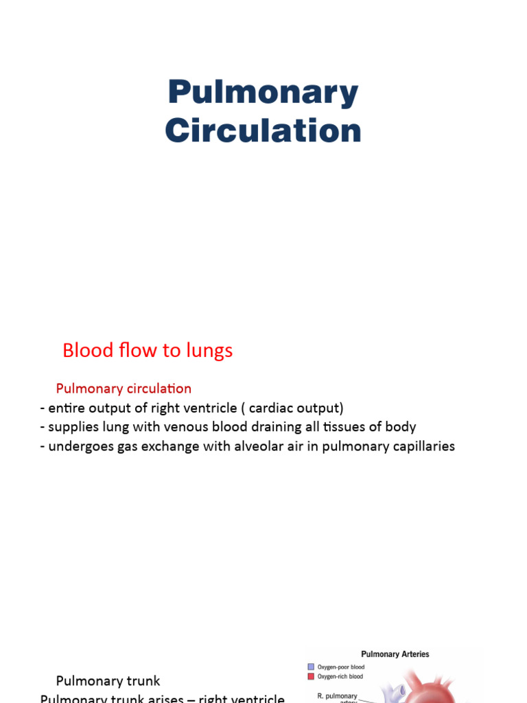 Pulmonary Circulation Pdf Lung Vein