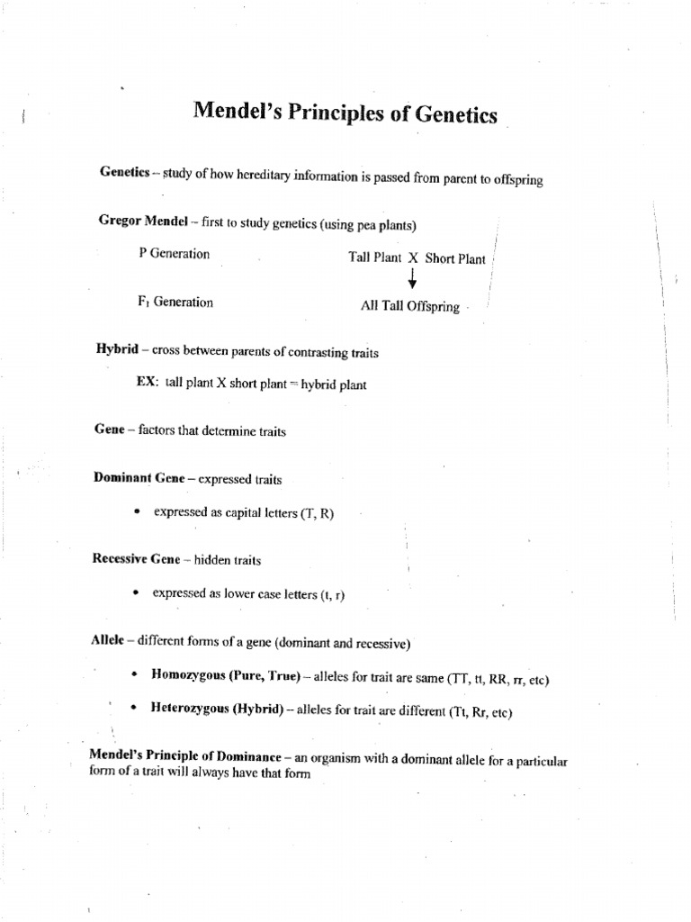 Monohybrid Cross Notes | PDF