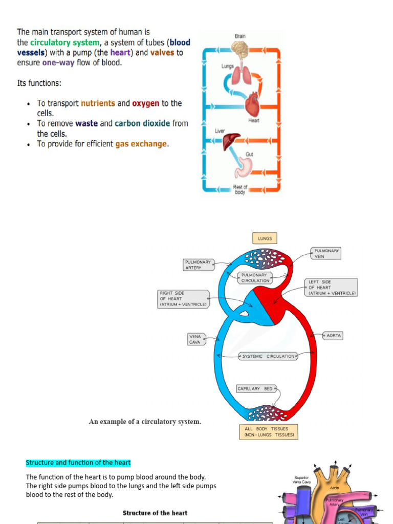 Transport in Animals | PDF | Heart | Heart Valve