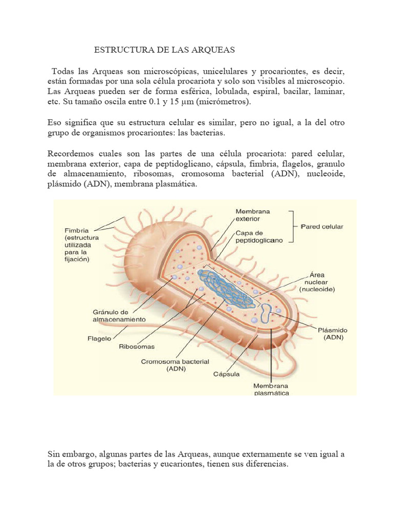 ESTRUCTURA DE LAS ARQUEAS | PDF