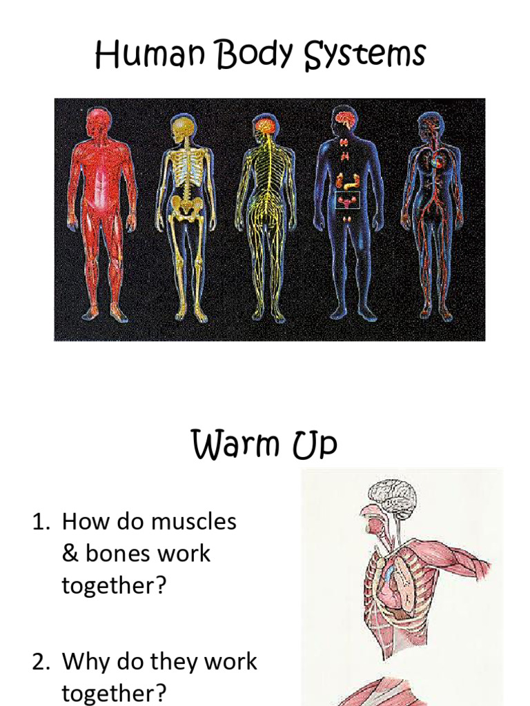 Human Body Systems | PDF | Blood | Skin