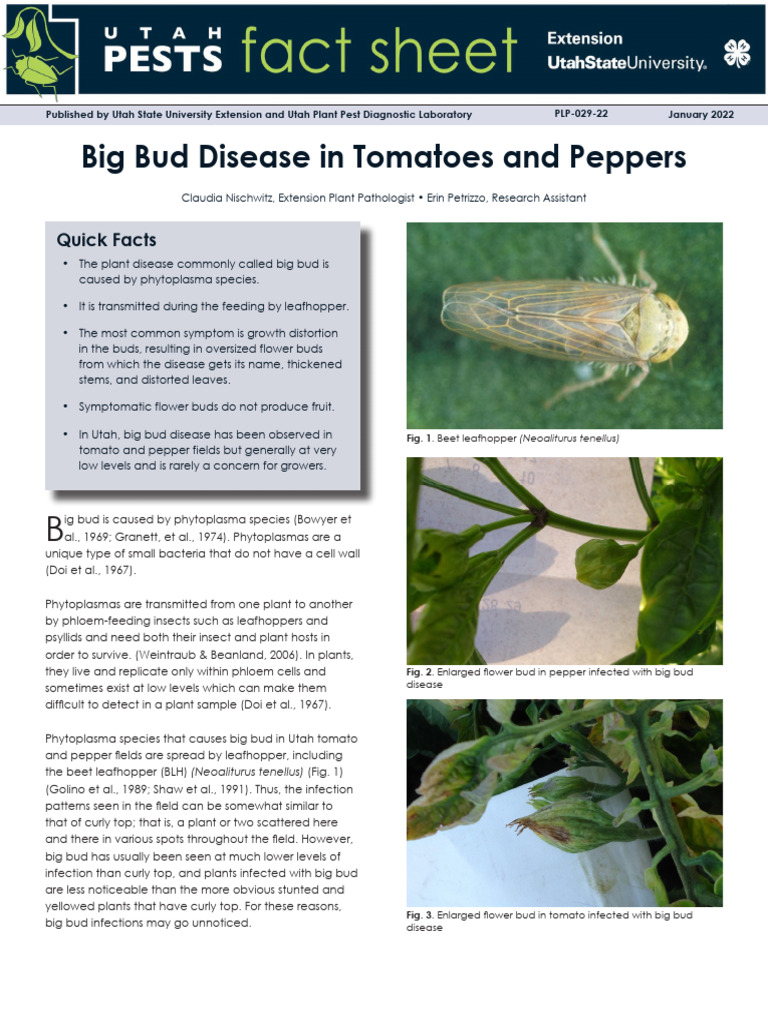 Big Bud Disease in Tomatoes and Peppers | PDF | Plants | Botany