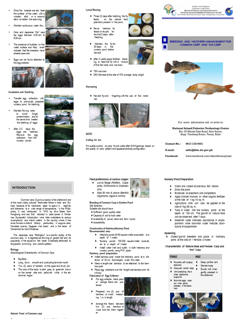 BFAR-NIFTC Breeding and Culture of Koi & Carps EDITED 2022 | PDF ...