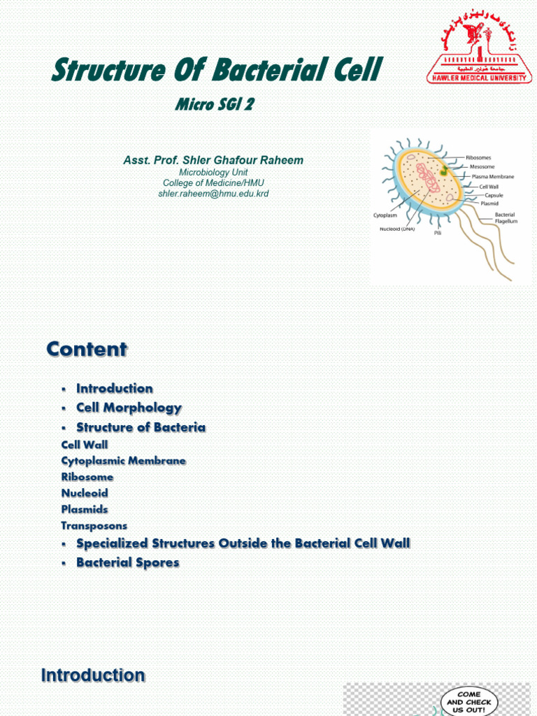 SGL 2 (Structure of Bacterial Cell) | PDF | Bacteria | Gram Positive ...