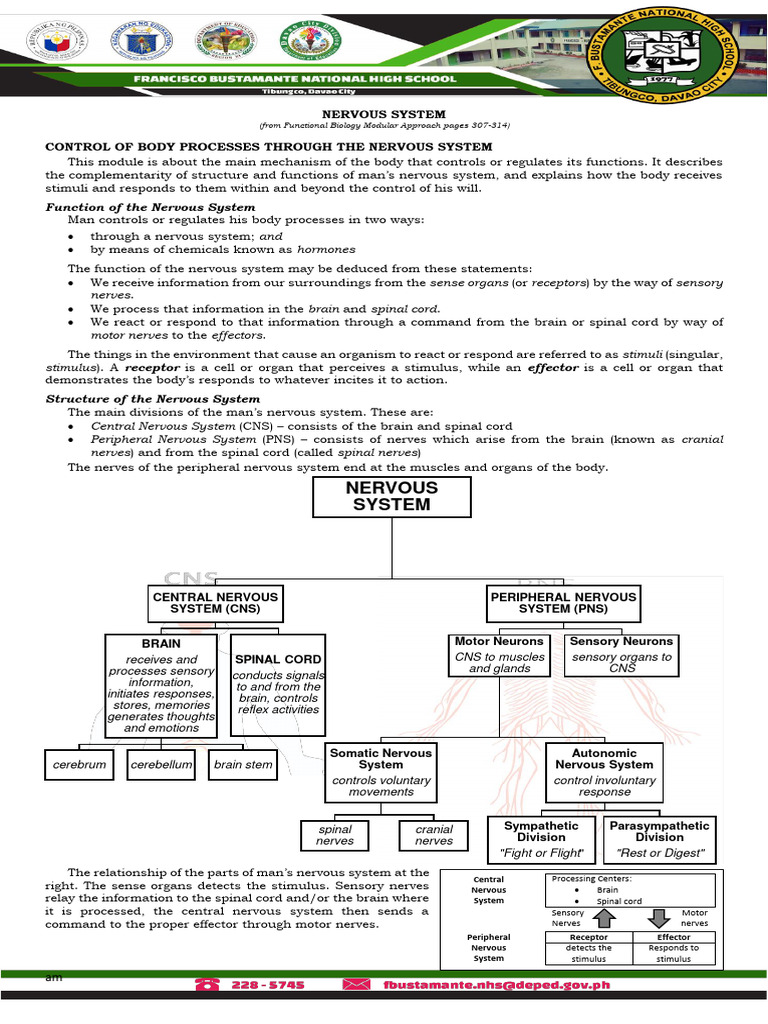 NERVOUS AND ENDOCRINE SYSTEM Notes and Activity | PDF | Neuron | Motor ...
