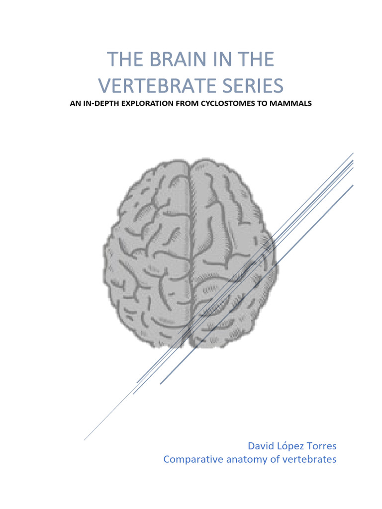 The Brain in The Vertebrates. David López Torres. Eramus +. Comparative ...