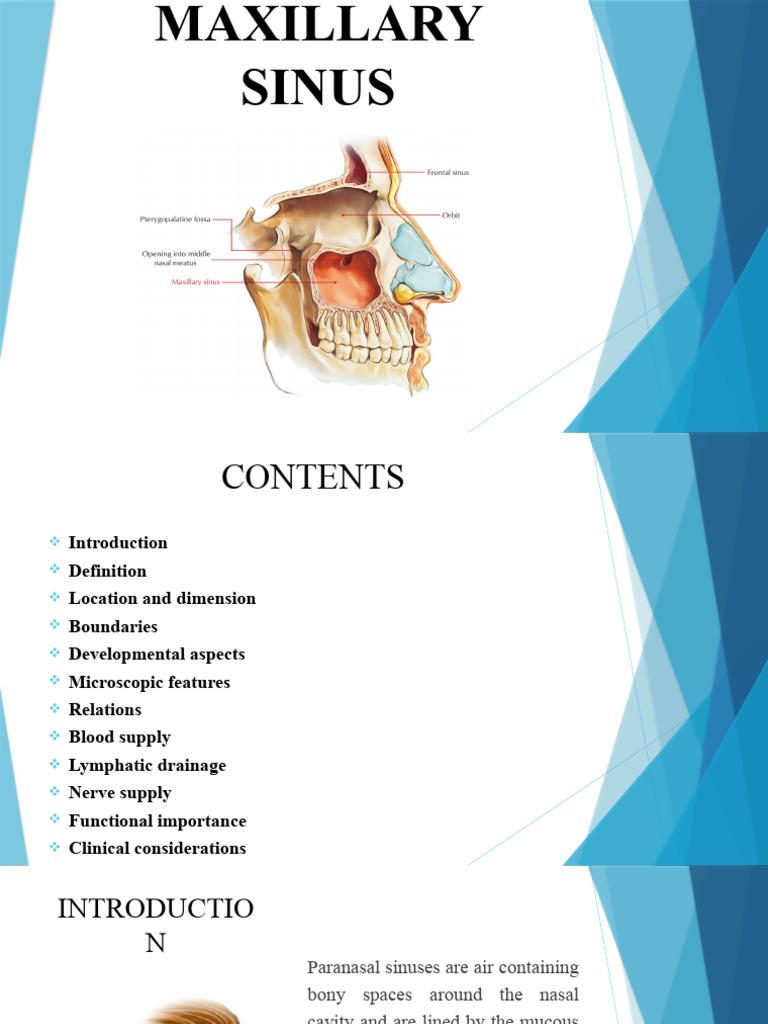 Seminar Maxillary Sinus | PDF | Human Nose | Anatomy