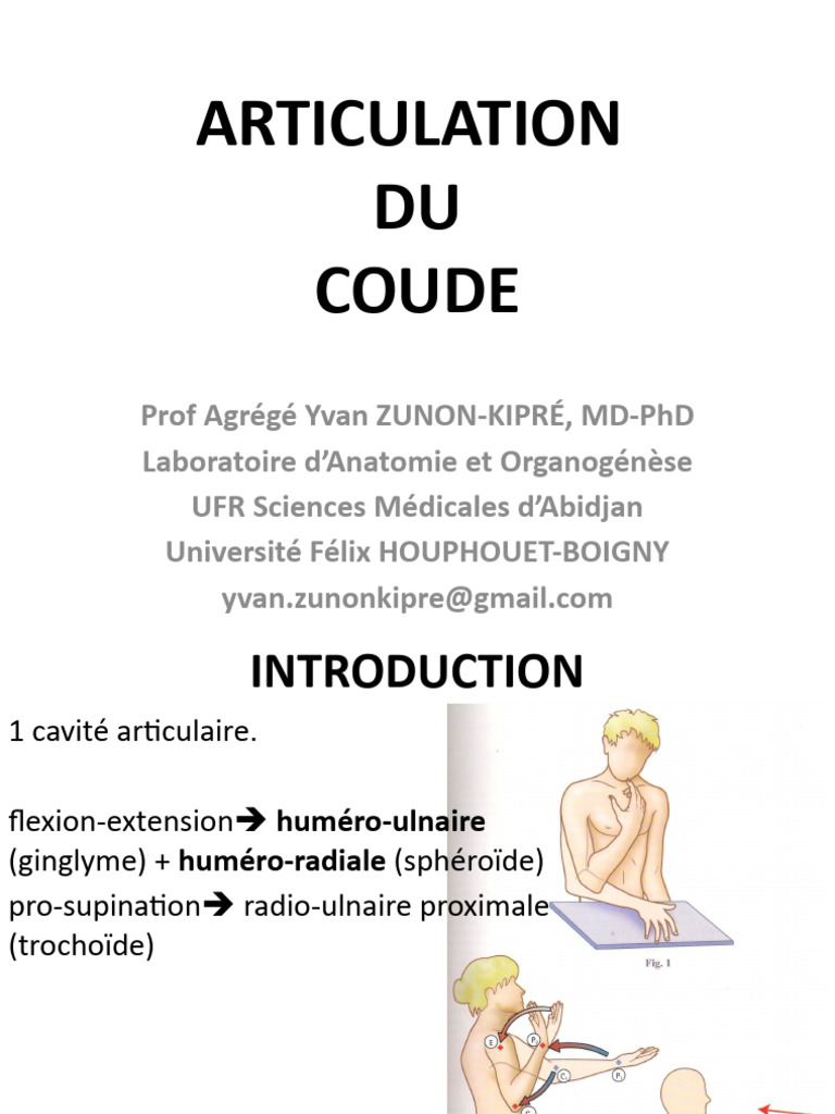 Anatomie et Mouvements du Coude | PDF | Coude | Anatomie humaine