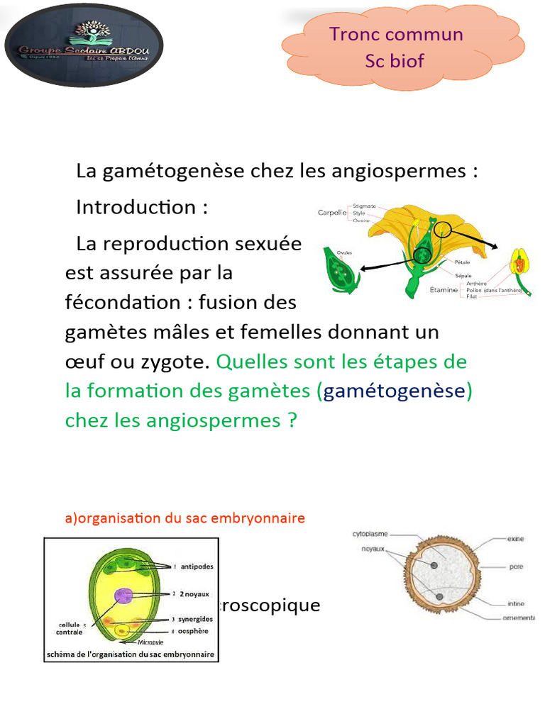 Gamétogenèse et formation du sac embryonnaire | PDF | Fécondation | Ploïdie
