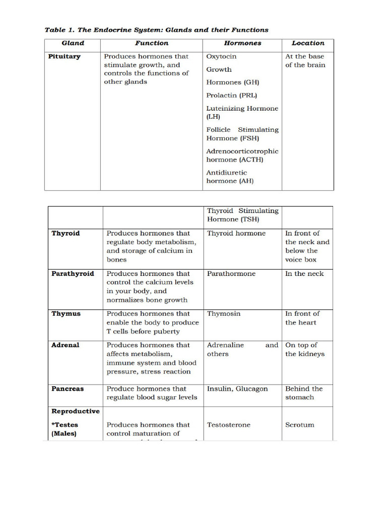Endocrine System | PDF