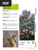 Mangle Blanco | PDF | Mangle | Arboles