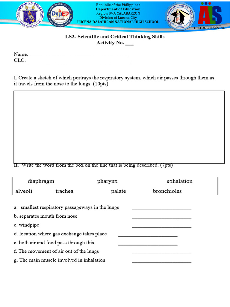 1-Respiratory System Worksheet | Download Free PDF | Respiratory System ...