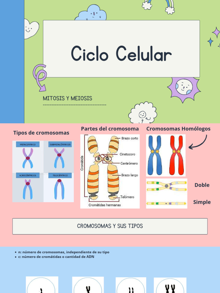 Ciclo Celular | PDF | Mitosis | Cromosoma