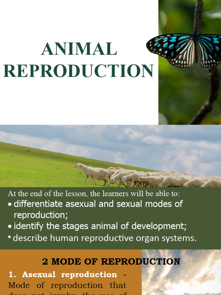 Animal Reproduction | PDF | Sexual Reproduction | Human Body