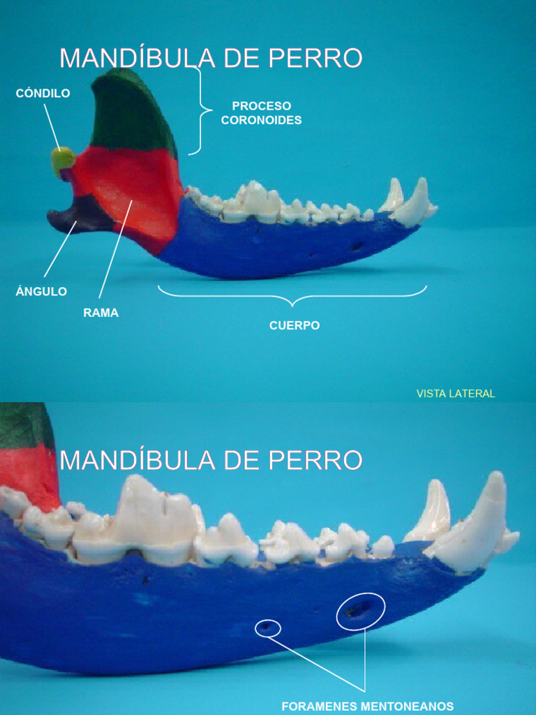 Anatomía de la Mandíbula del Perro | PDF | Sistema musculoesquelético ...