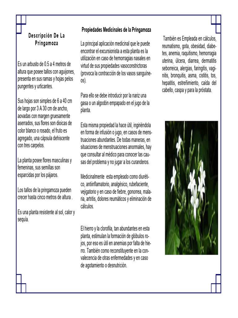 Triptico Pringamosa | PDF