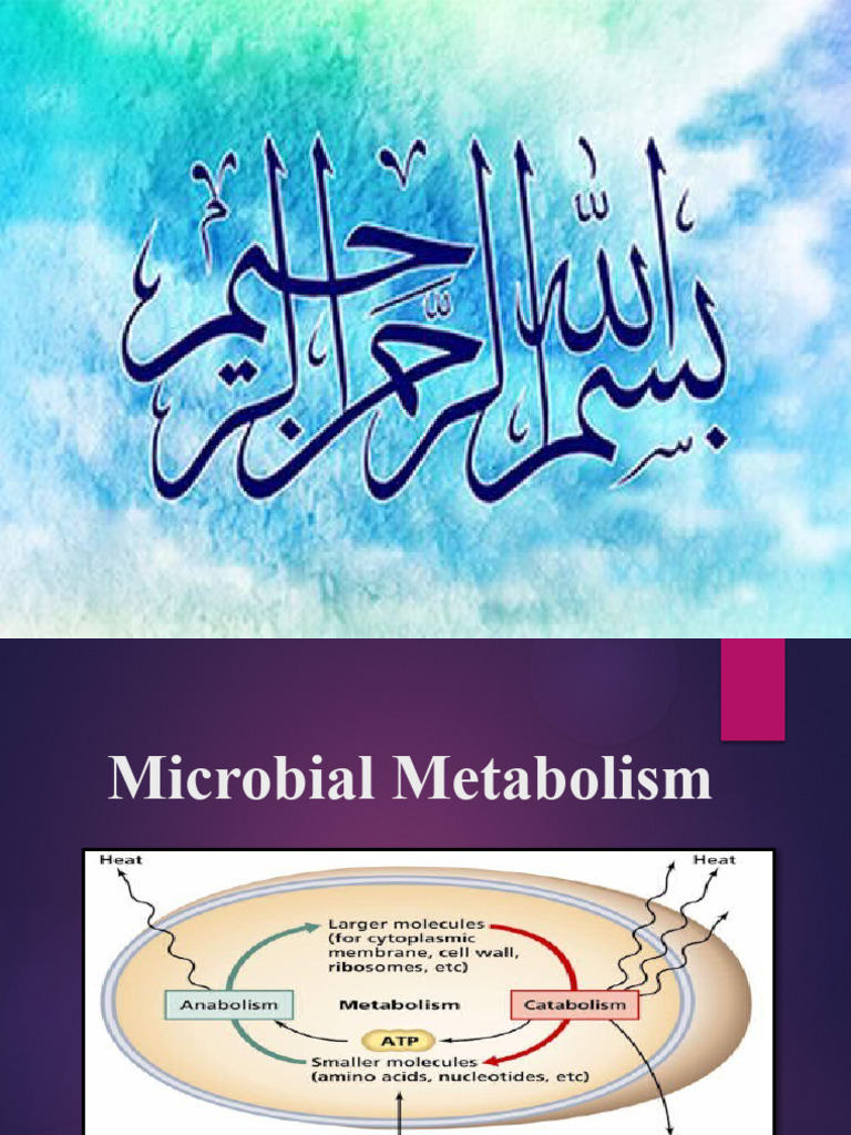 Microbial Metabolism and Enzymatic Action | PDF | Enzyme | Chemical ...