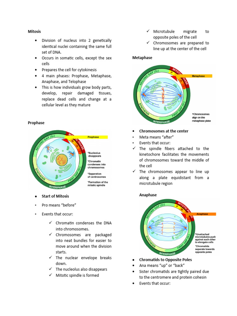 Mitosis | PDF | Mitosis | Histology