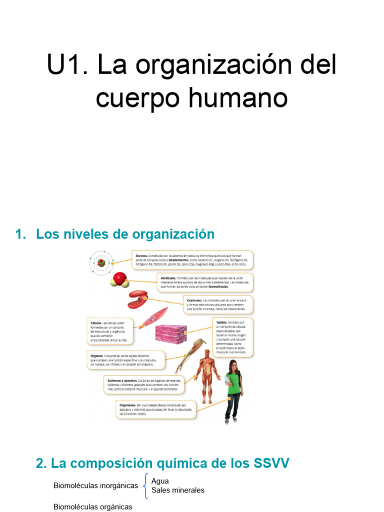 Organización y funciones del cuerpo humano | PDF | Músculo | Biología ...