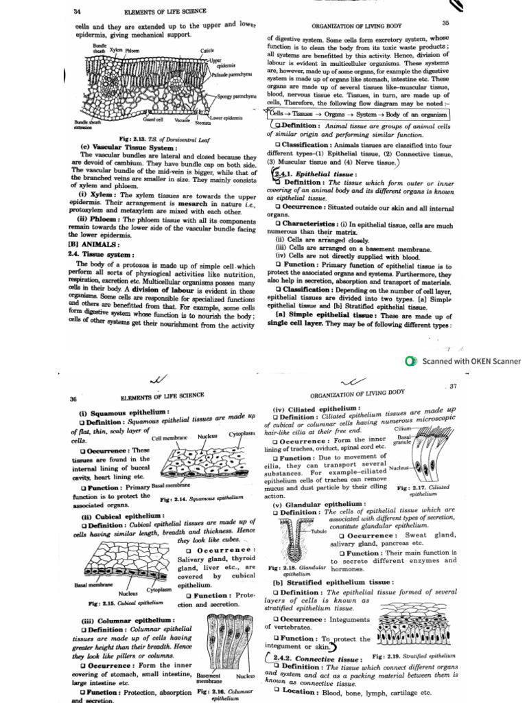 Animal Tissue PDF