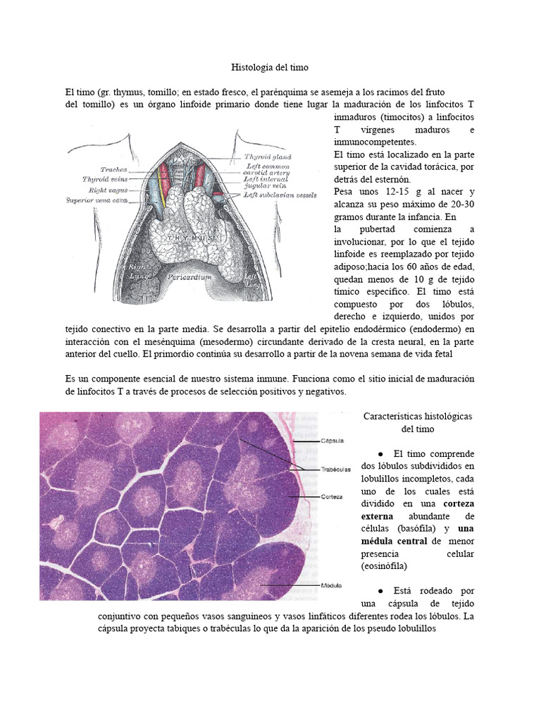 Histología Del Timo | Descargar gratis PDF | Timo | Linfocitos