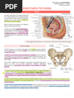 Cavidad Pelvica | PDF | Pelvis | Anatomía humana