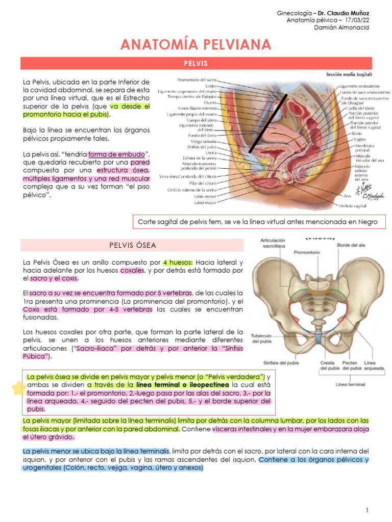 Anatomía Pelviana: Pelvis | PDF | Pelvis | Ovario