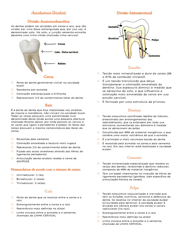 Escultura E Oclusão Anatomia Dental Pdf Dente Humano Dentina